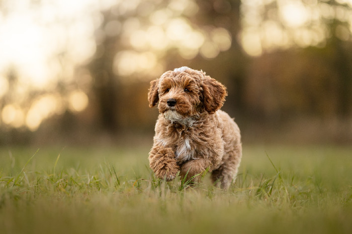 Royal Bloom Mia :: Royal Crown Doodles